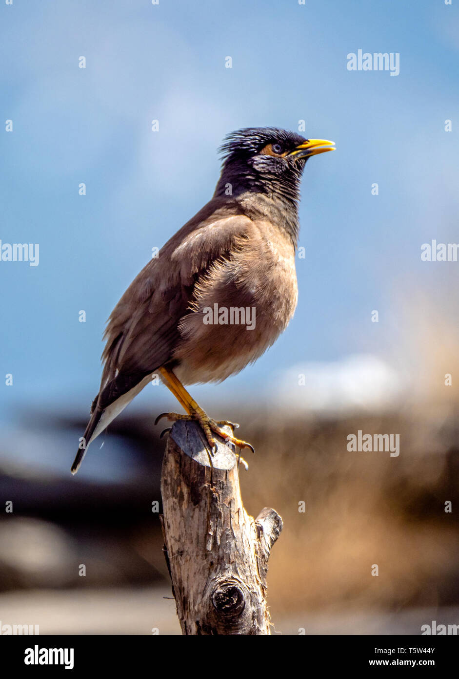 Indian himalayan bird hi-res stock photography and images - Alamy
