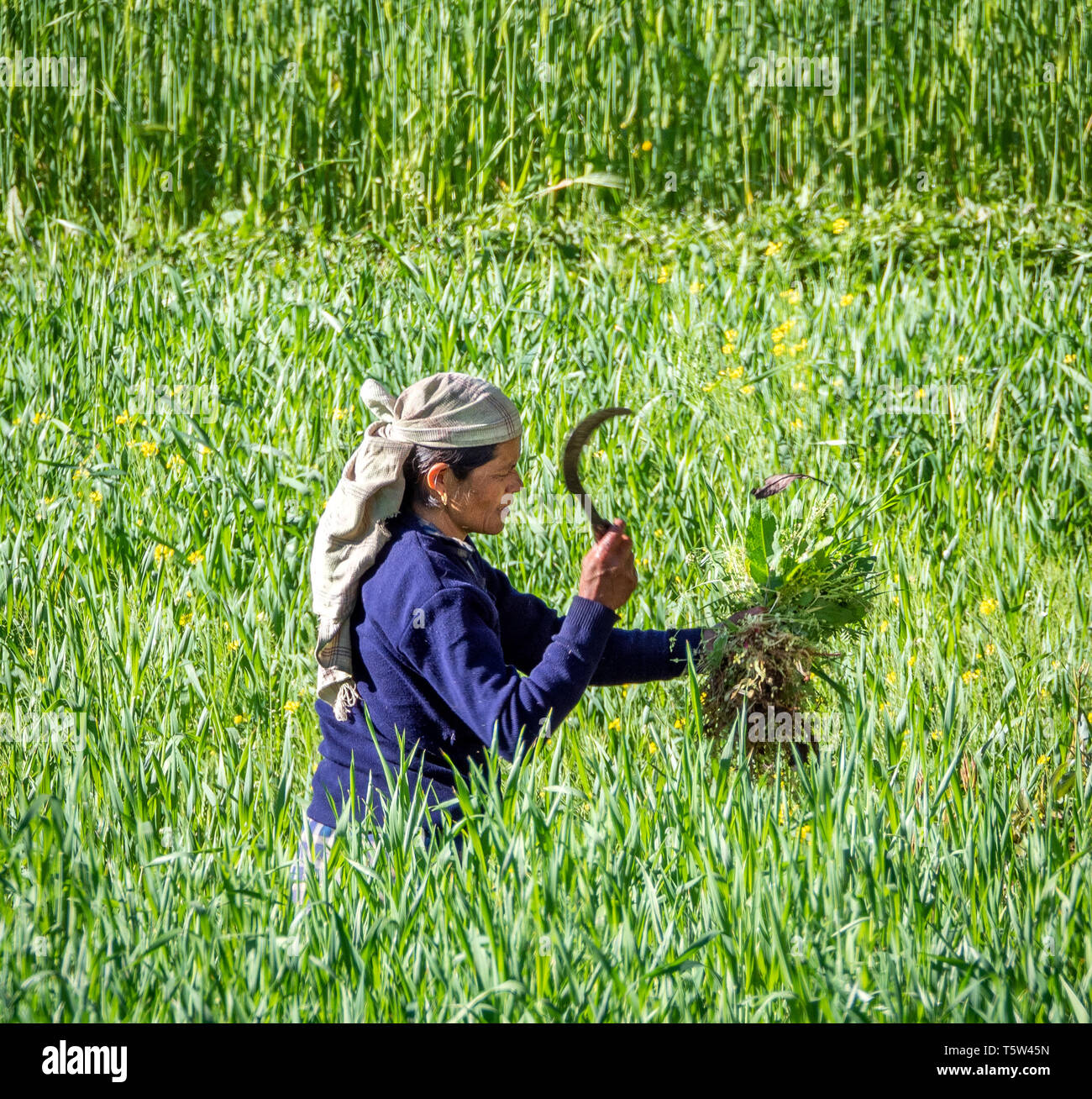 A woman collecting fodder for her animals in a barley field and ...