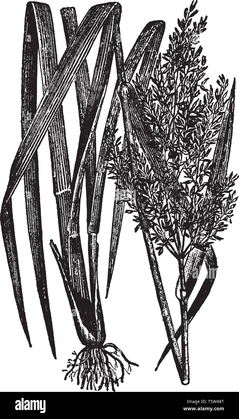 Rice plant picture Stock Vector Images - Alamy