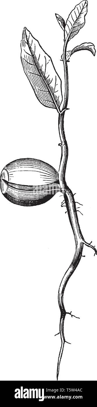 A trowel in soil Black and White Stock Photos & Images - Alamy