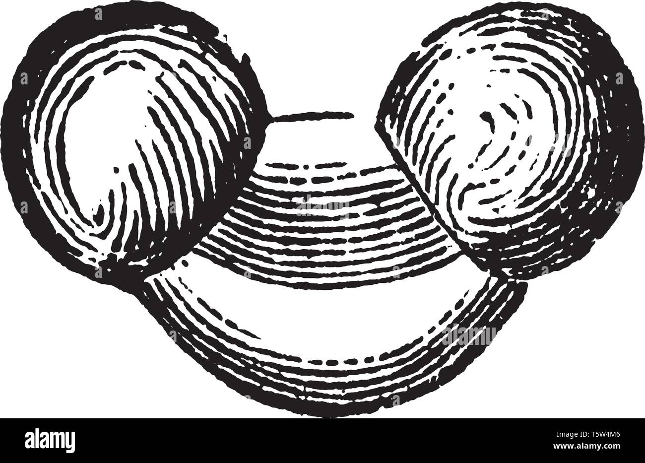 A picture of Pine Pollen with three grains or cells united, vintage ...