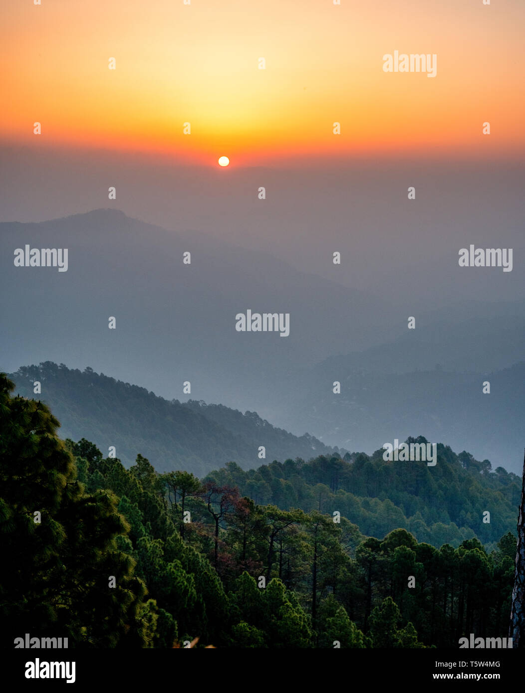 Sunrise over the pine forested hills of the Binsar region of the ...