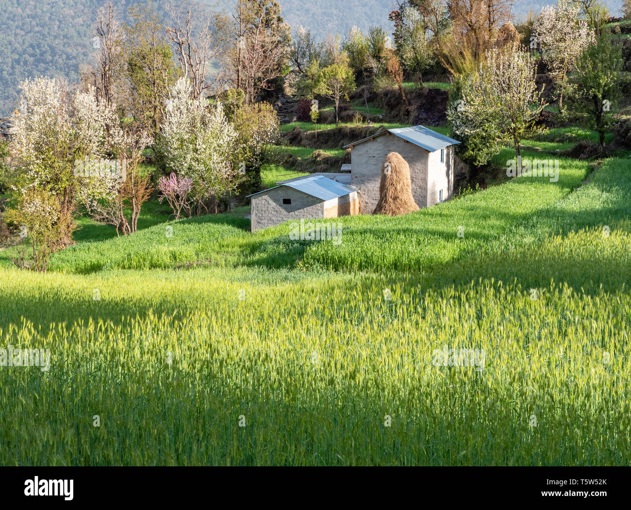 The mountain villages of Supi high above the Saryu river in the ...