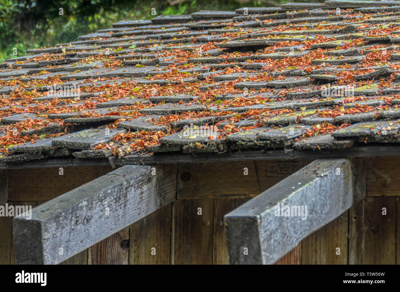 Autumn Leaves on Rustic shed roof Stock Photo - Alamy