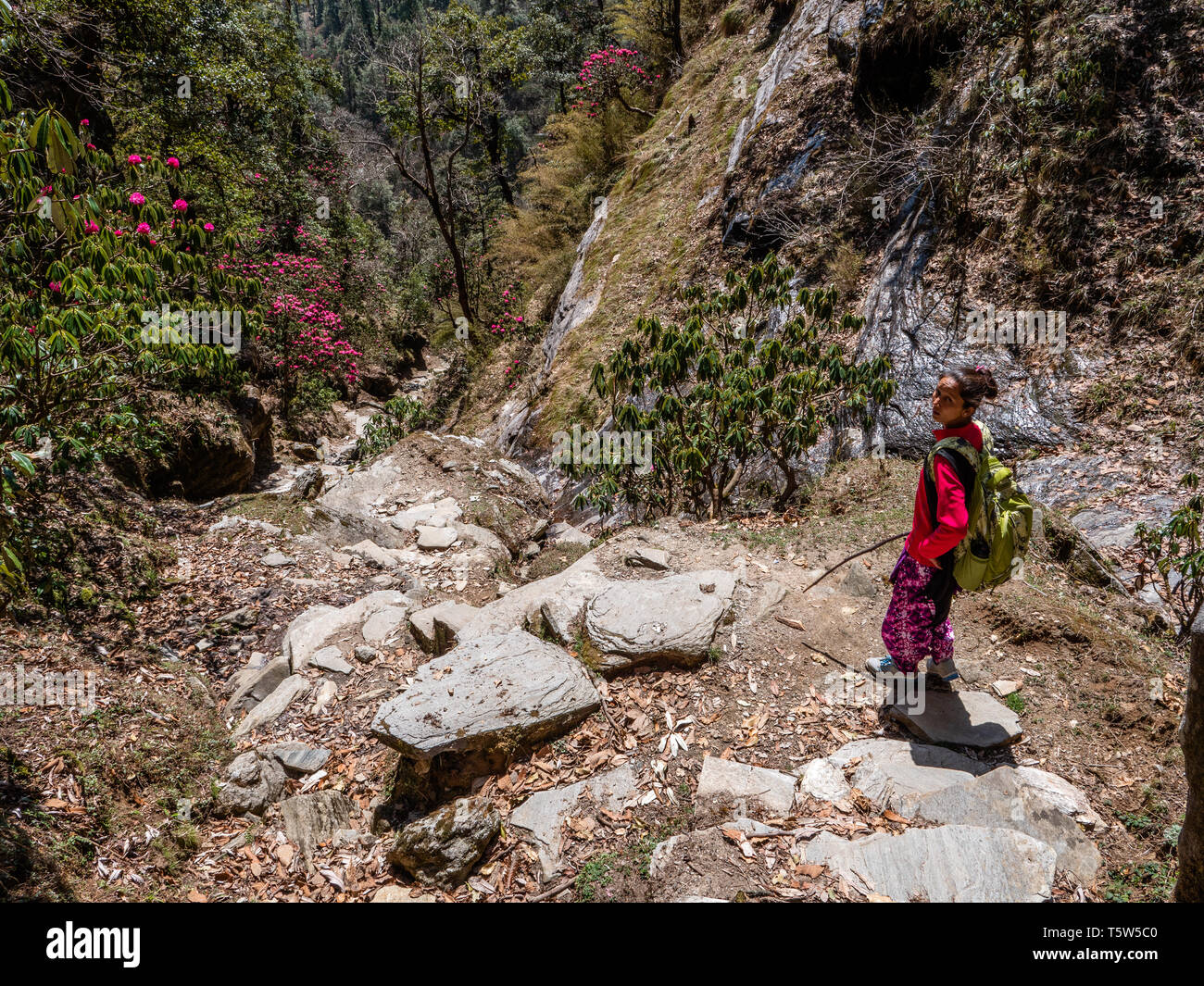 Walking on steep mountain paths above the Saryu Valley in the Himalayas ...