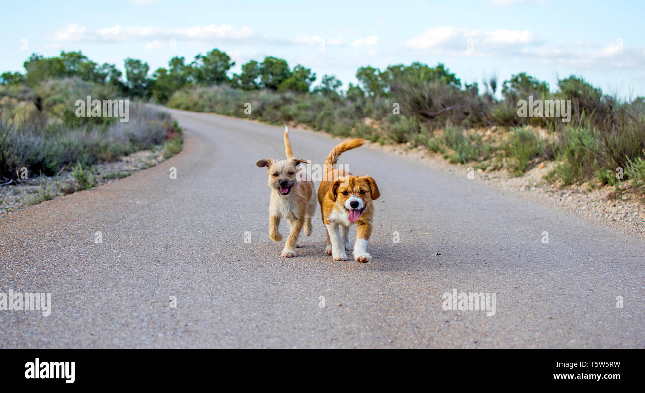 Two straydogs hi-res stock photography and images - Alamy