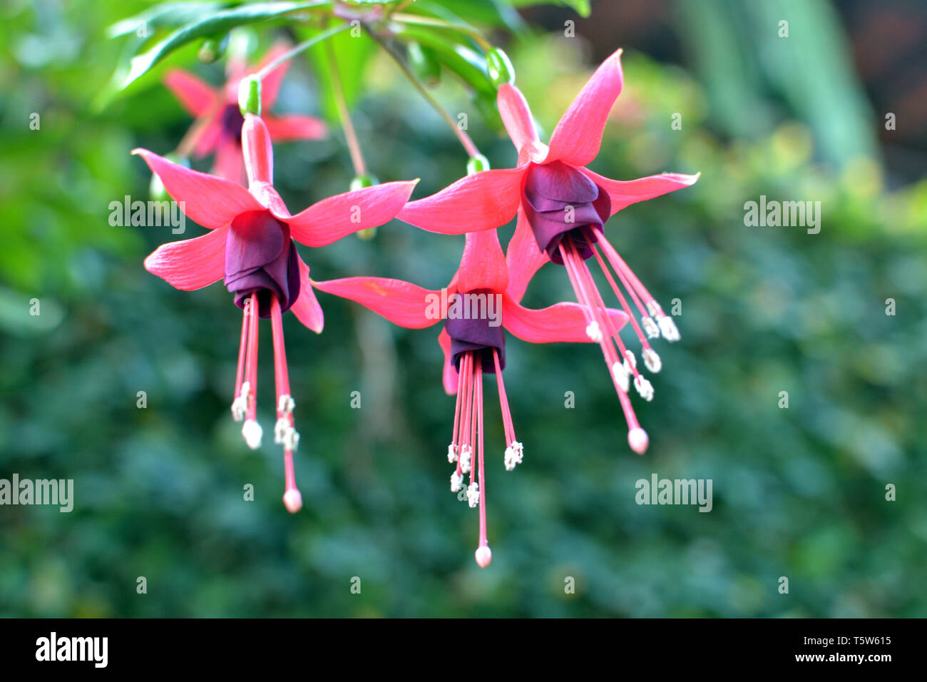 Pink and violet fuchsia Stock Photo - Alamy