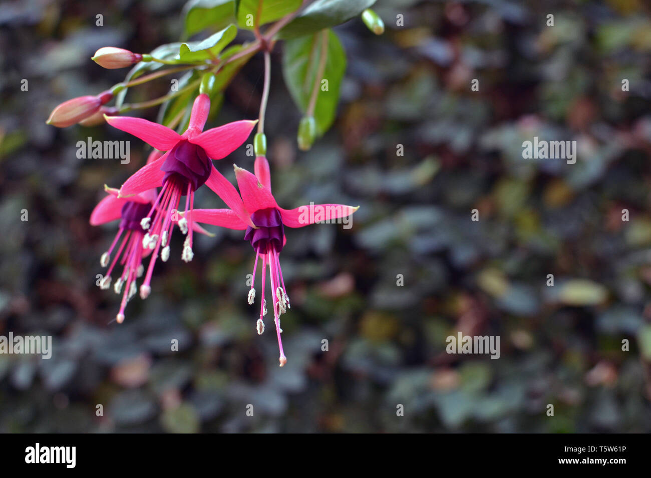 Pink and violet fuchsia Stock Photo - Alamy