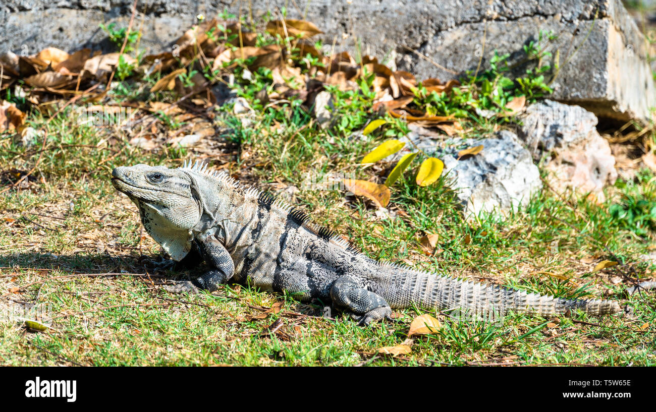 Green iguana grass hi-res stock photography and images - Alamy
