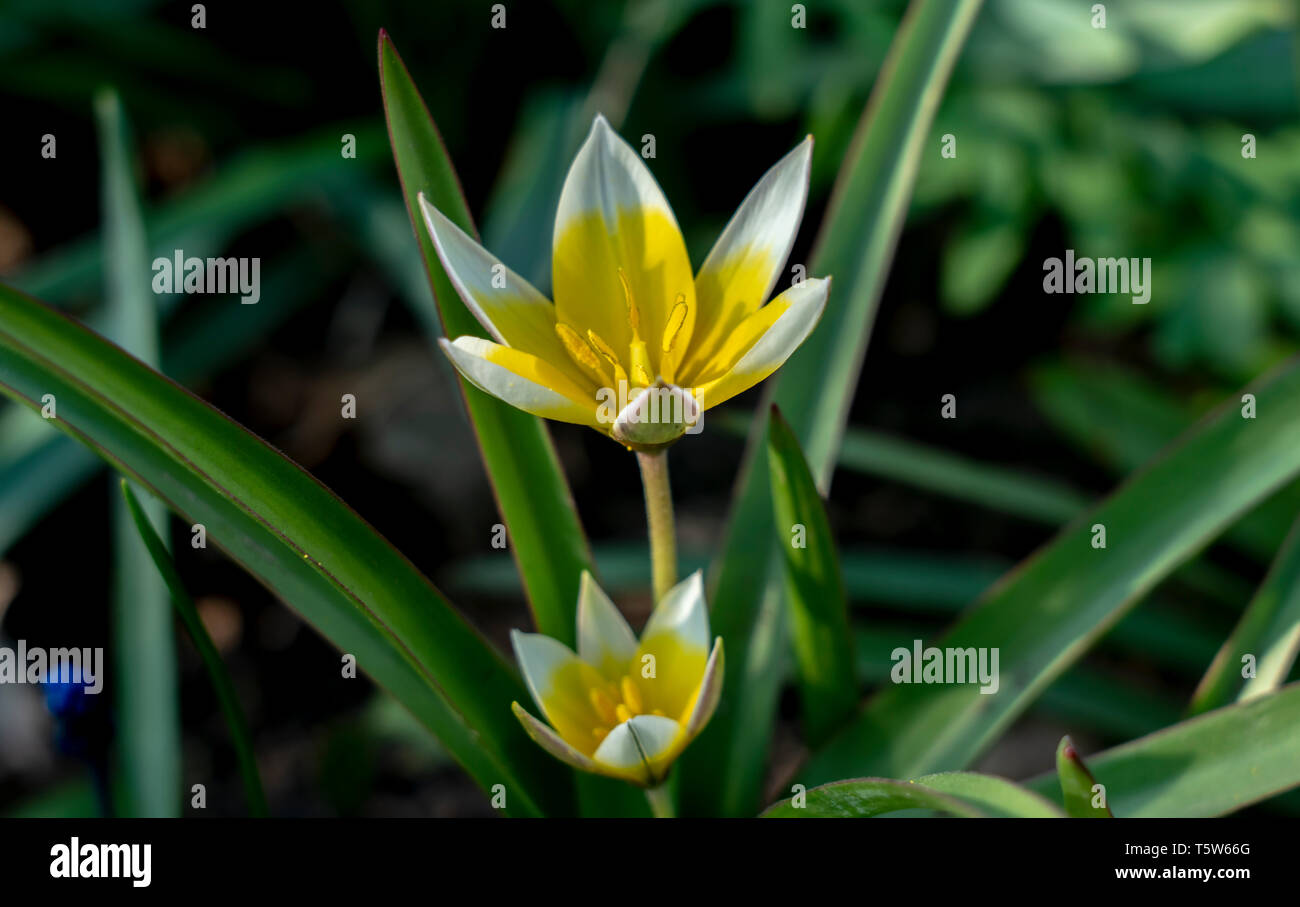 Miniature tulip hi-res stock photography and images - Alamy
