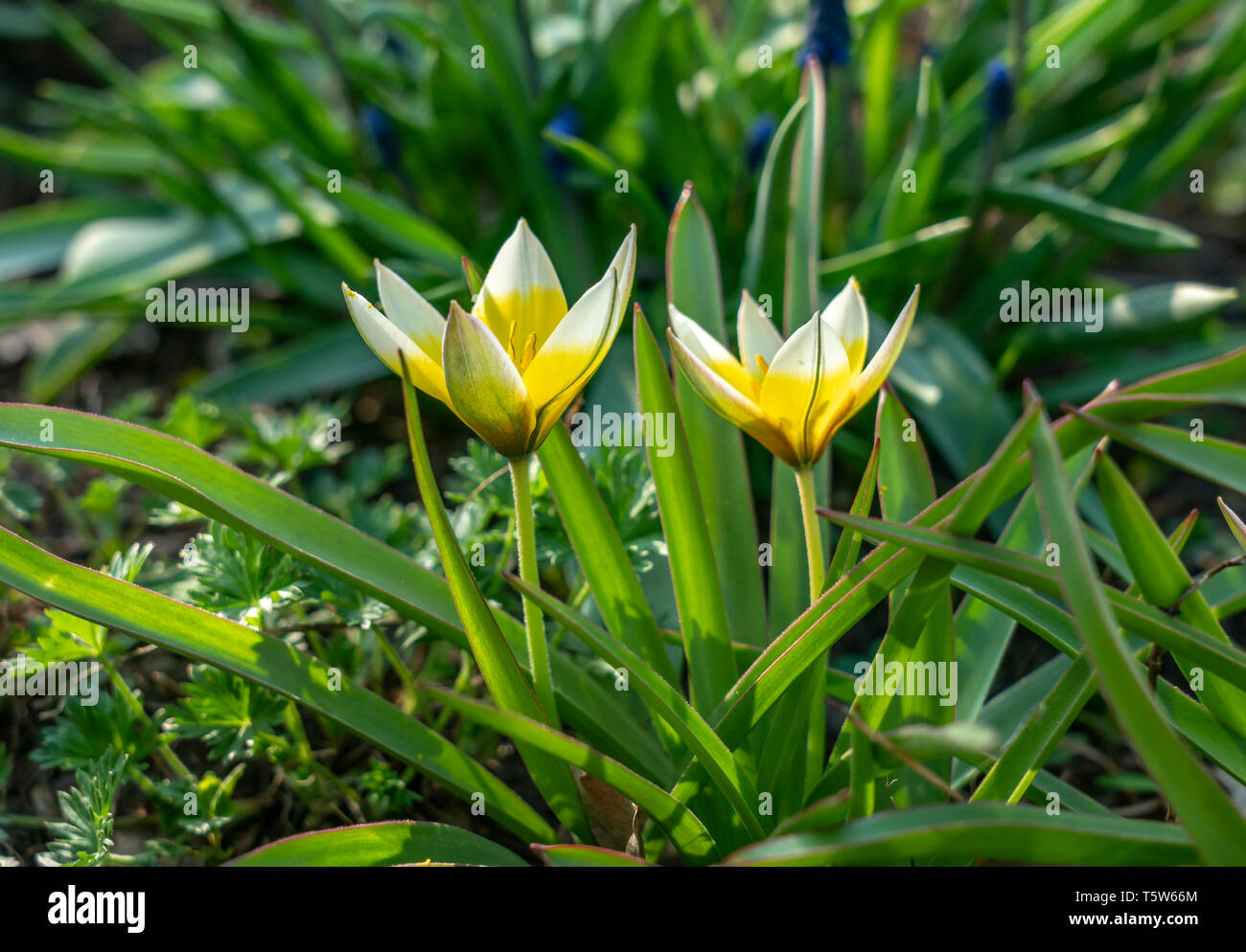 Miniature tulip hi-res stock photography and images - Alamy