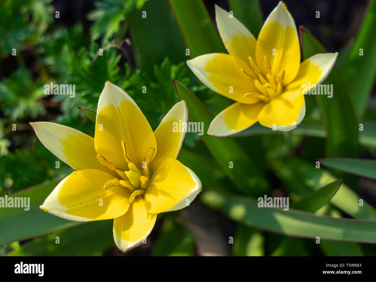 Miniature tulip hi-res stock photography and images - Alamy