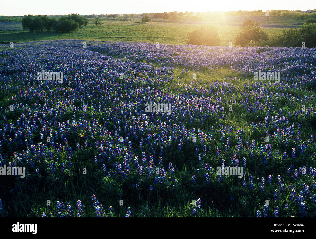 Bonnet With Flowers High Resolution Stock Photography and Images - Alamy