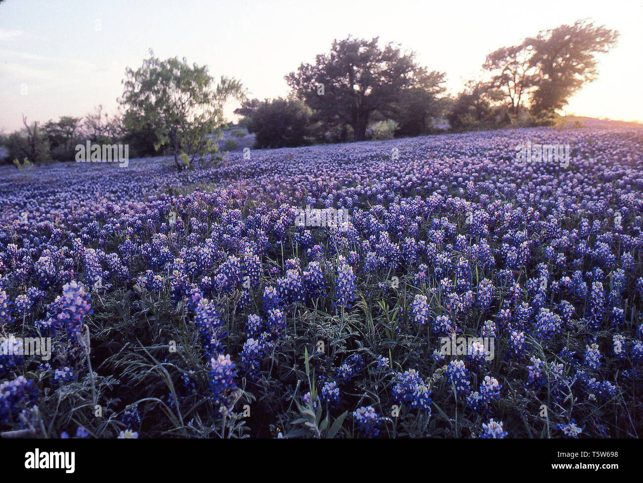 Bonnet with flowers hi-res stock photography and images - Alamy