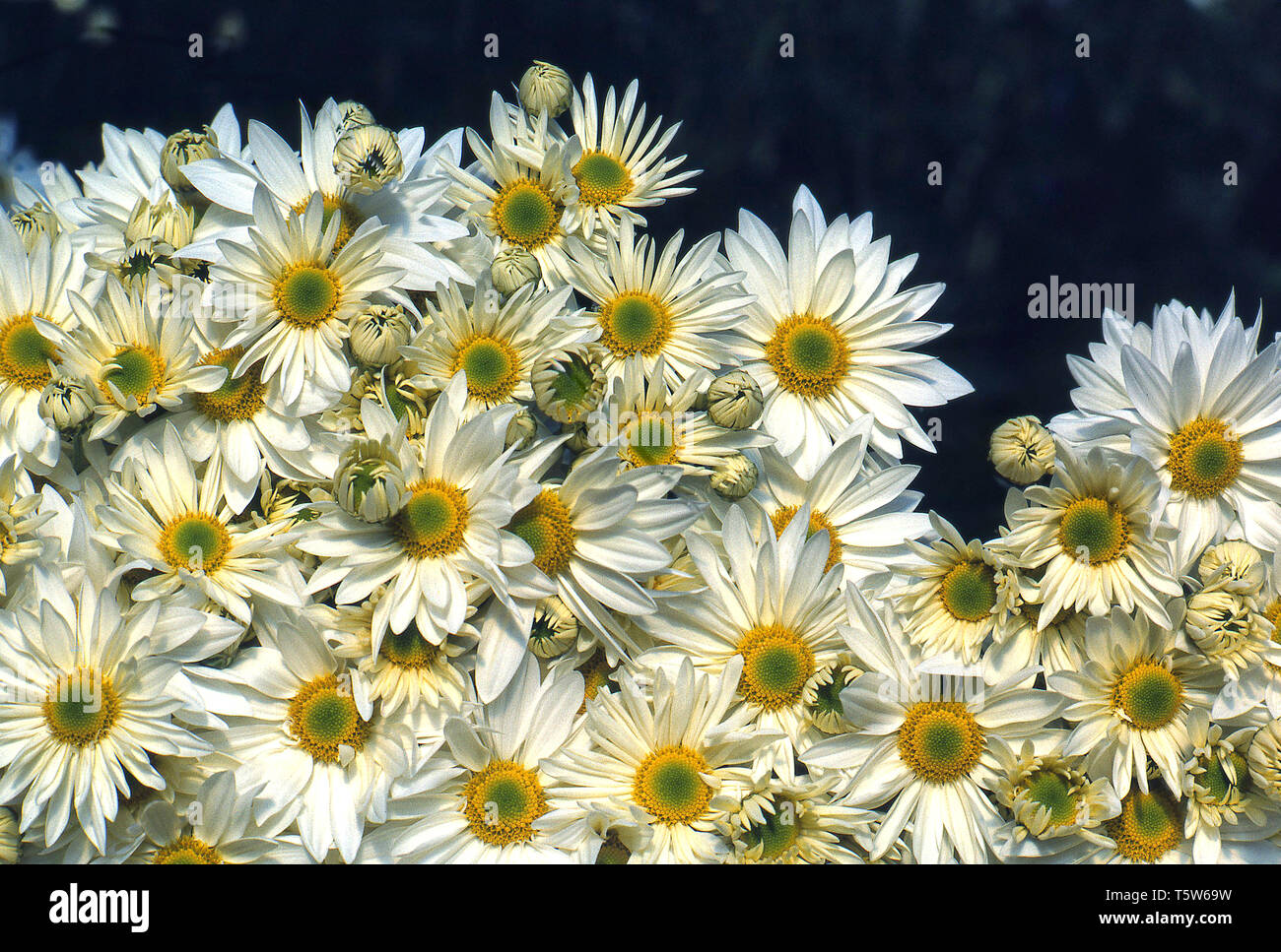 Spring Wild Flowers Stock Photo - Alamy