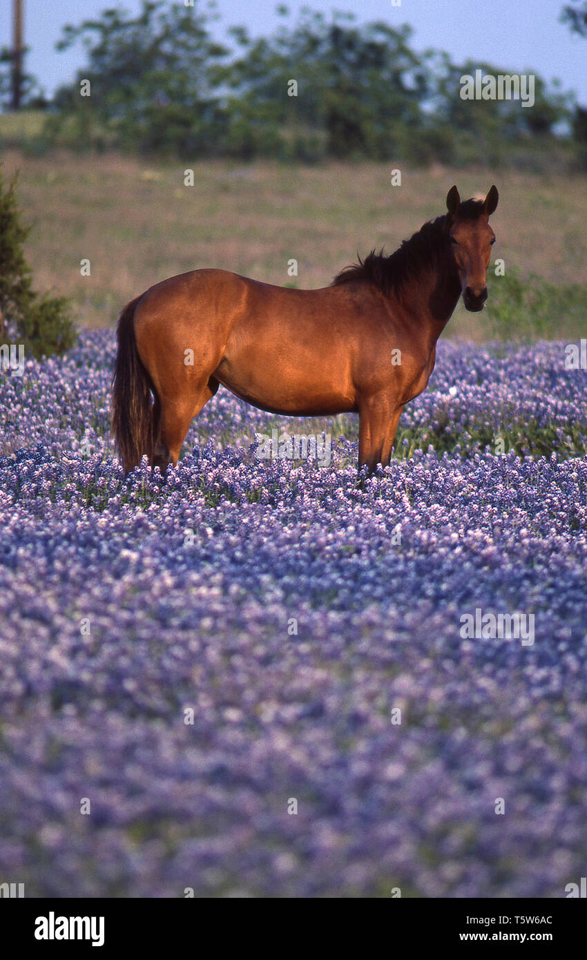 Texas blue bonnets hi-res stock photography and images - Alamy