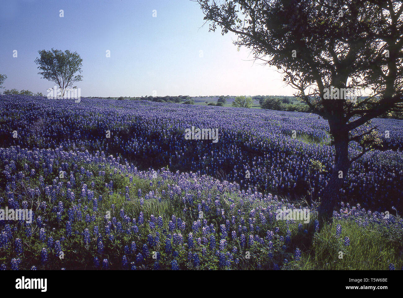 Texas Blue Bonnet wild flowers Stock Photo - Alamy