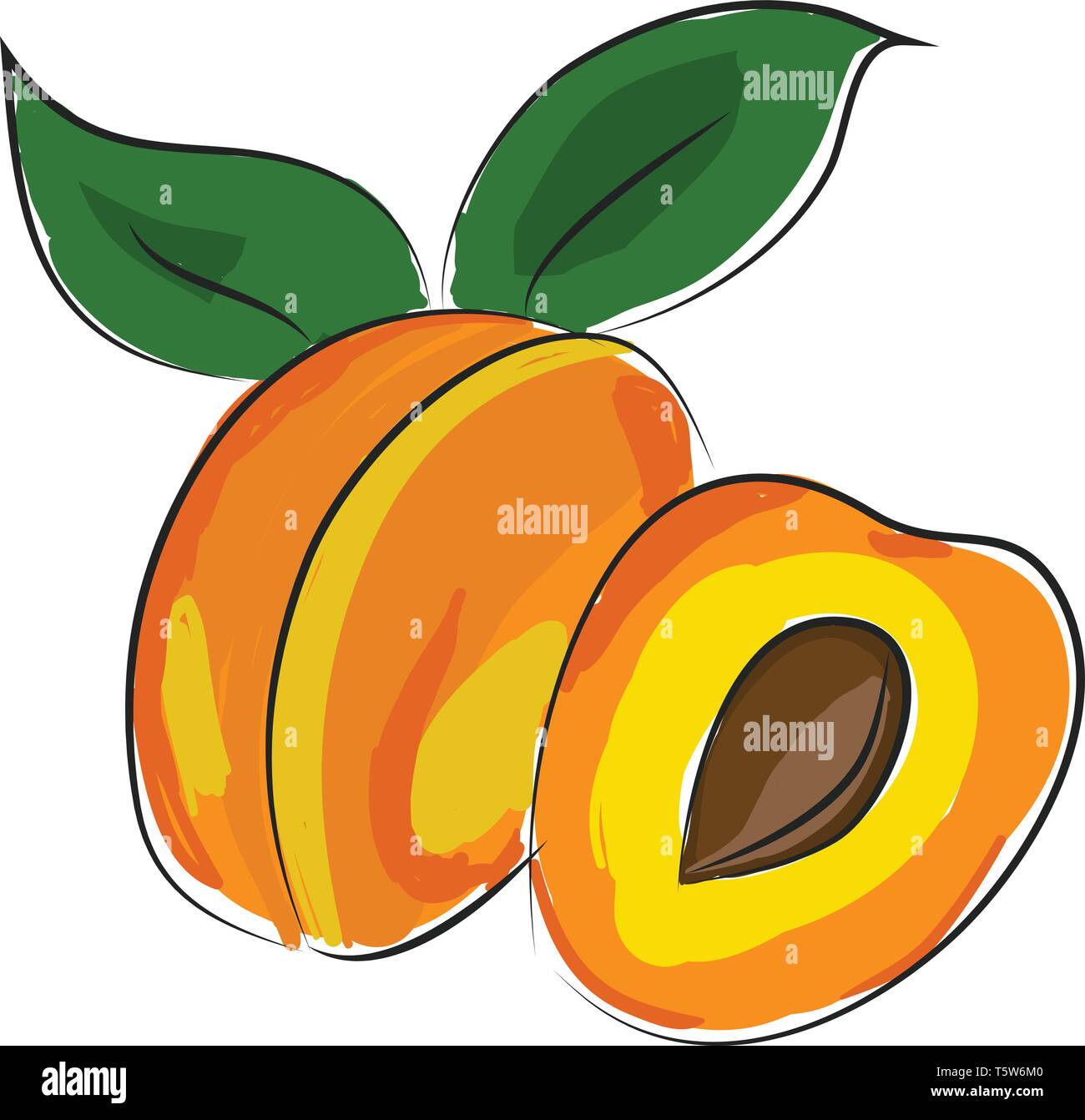 A whole apricot with two green leaves, vector, color drawing or ...
