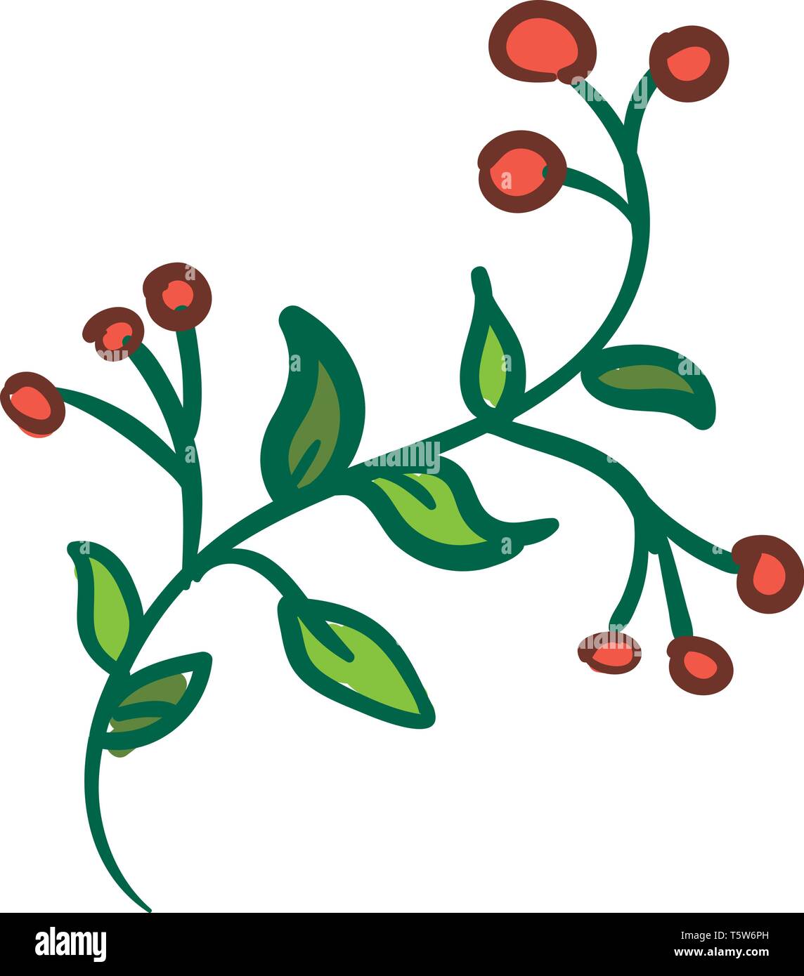 Bittersweet Flower Drawing