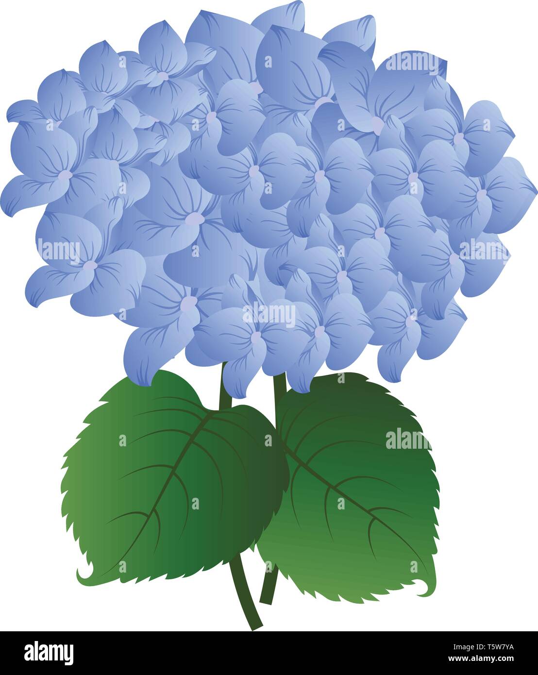 Vector illustration blue hydrangea flower with green leafs on white ...