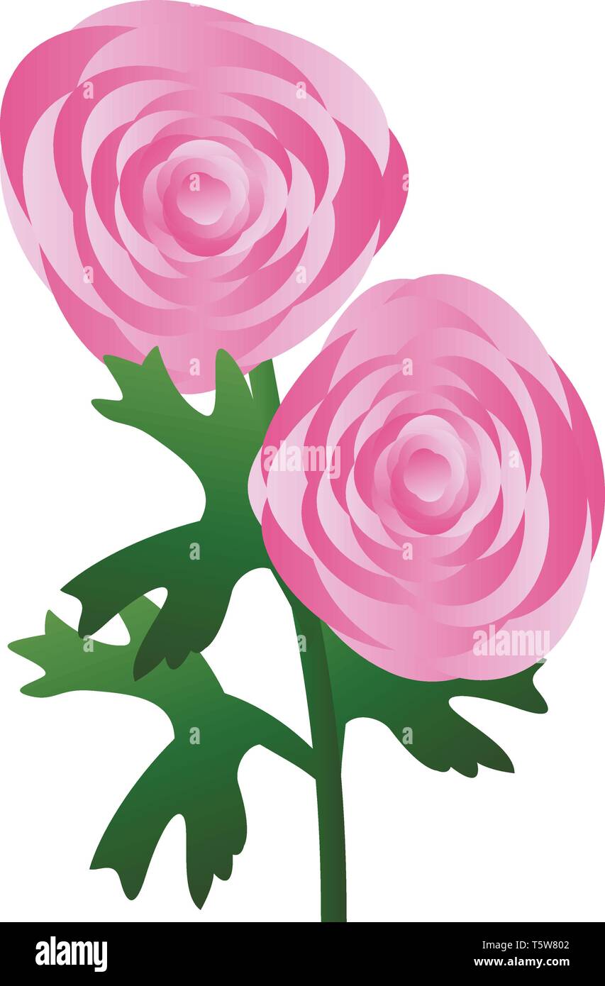 Vector illustration of pink ranunculus flowers with green leafs on ...