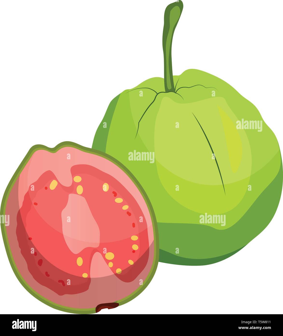 Green guava fruit cut in half vector illustration on white background ...