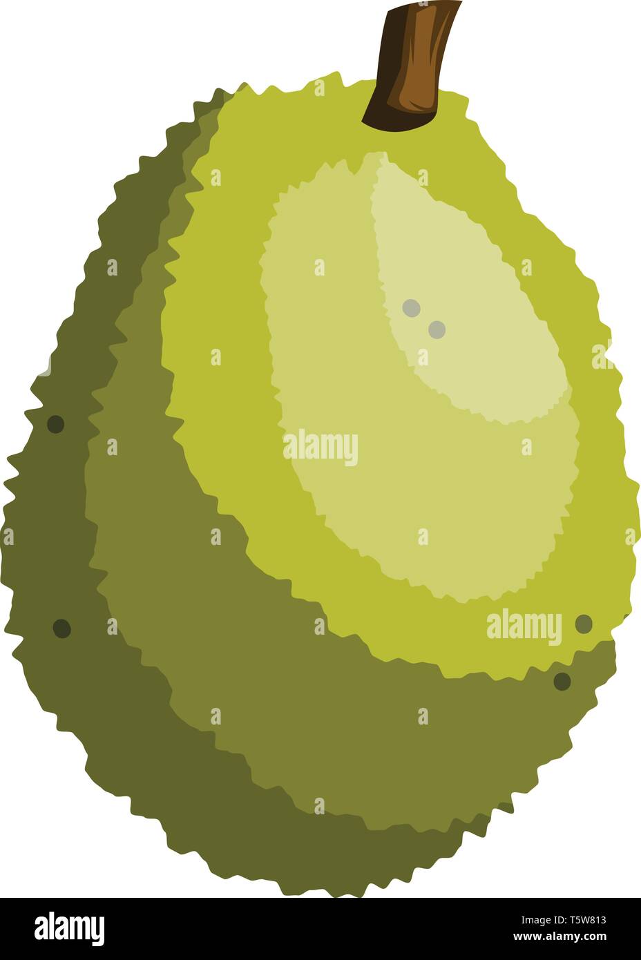 Green jackfruit vector illustration on white background Stock Vector ...