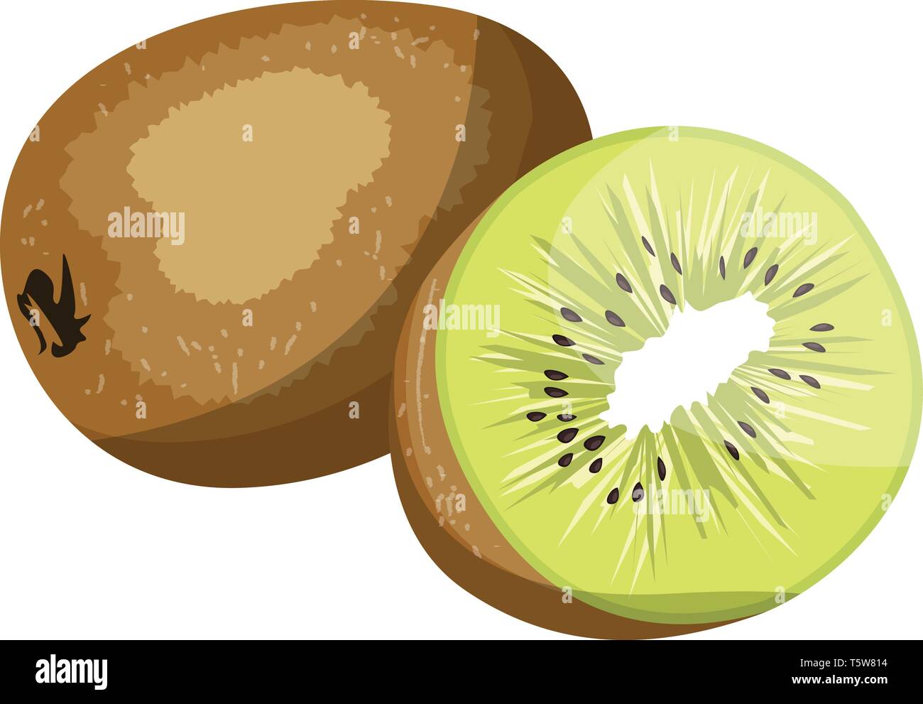 Brown kiwi fruit and green kiwi half vector illustration on white ...