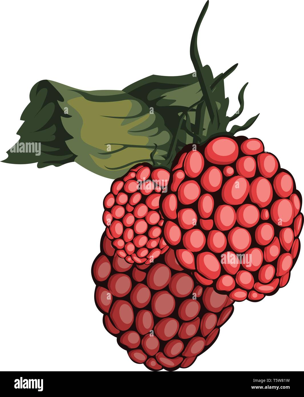 Vector illustration of red rasberry fruit with green leaf white ...