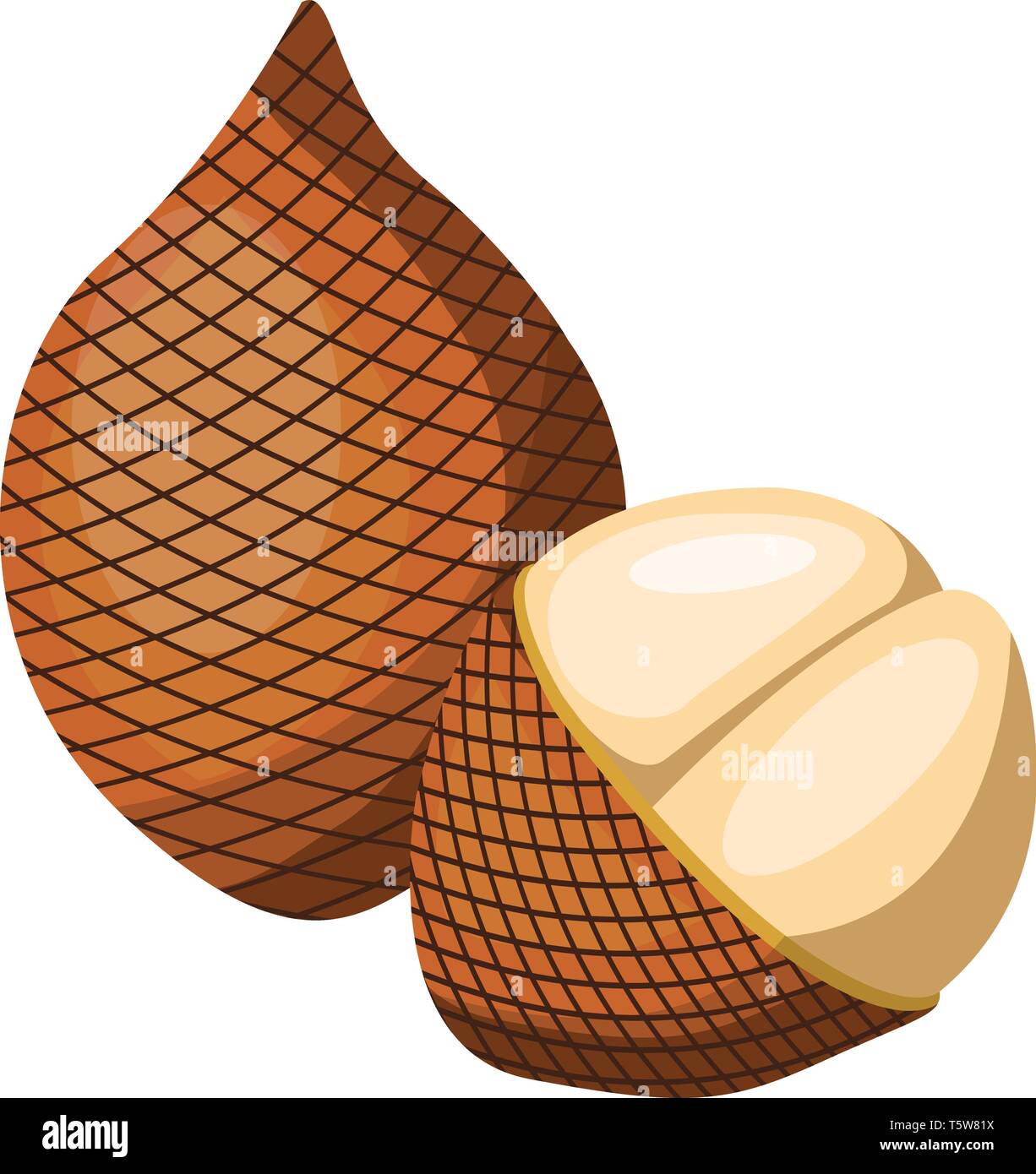 Vector illustration of brown salak fruit half a salak pealed white ...