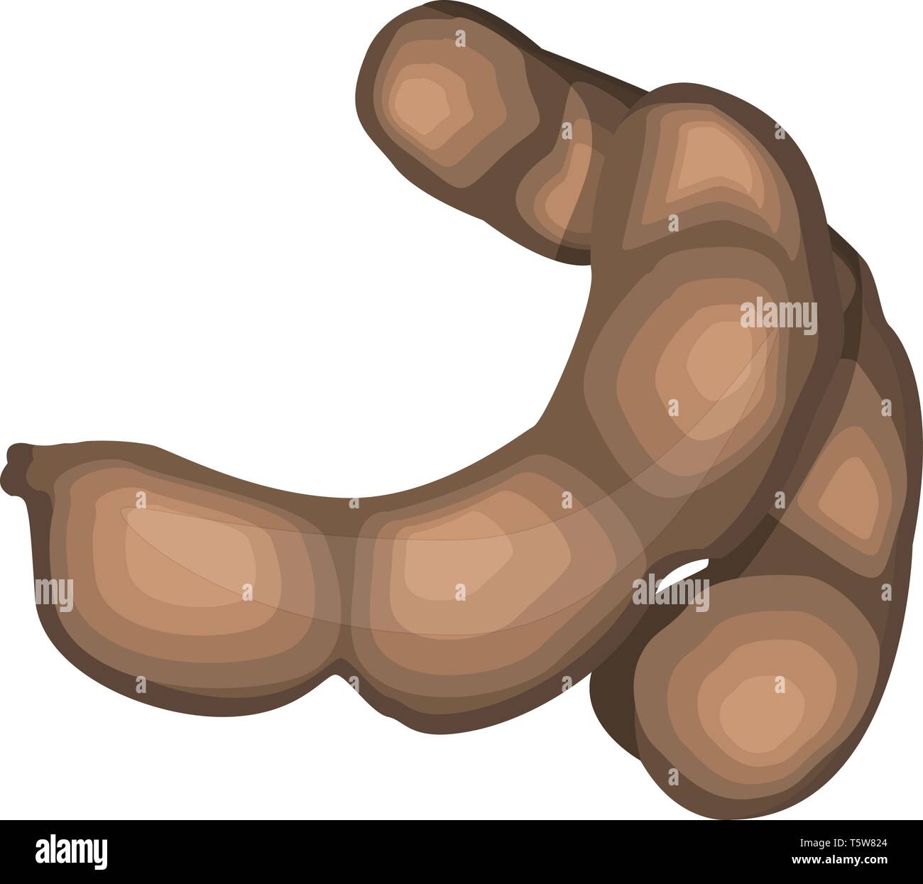 Brown tamarind fruit vector illustration on white background Stock ...