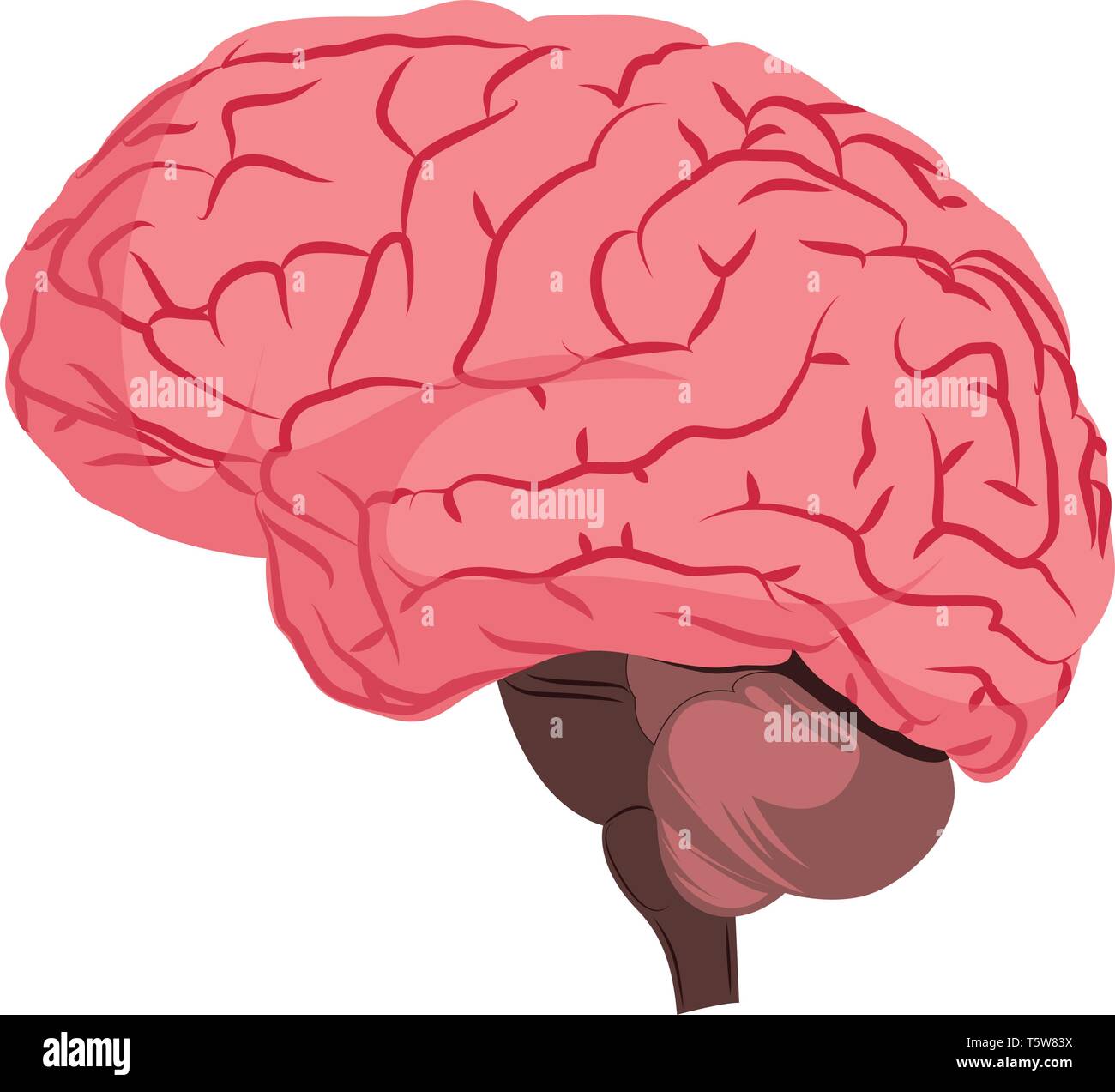 Anatomy deisign of human brain vector illustration on white background ...