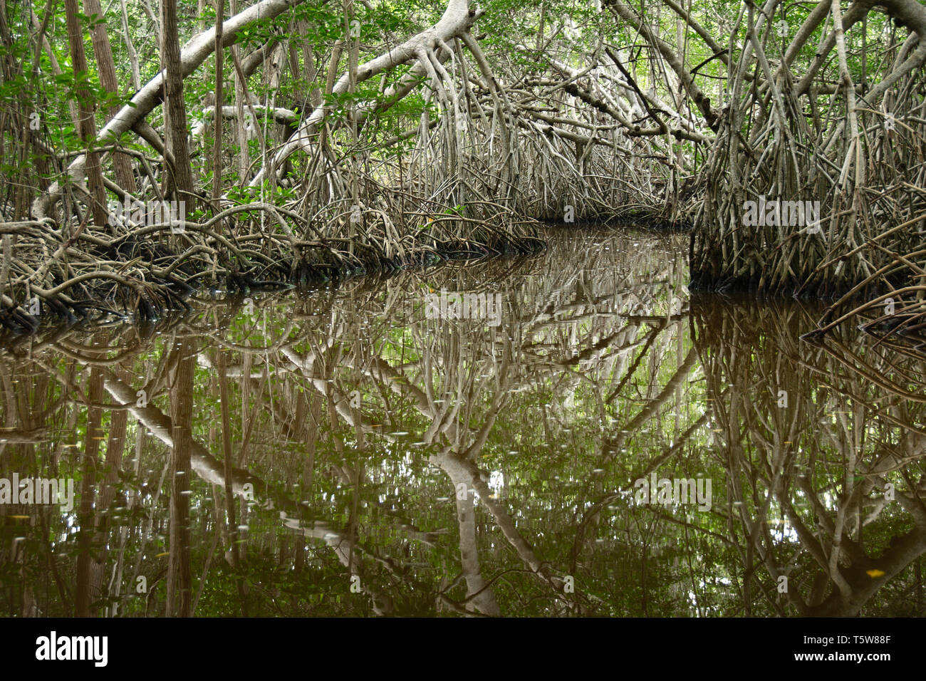 Mangroves at El Corchito Ecological Reserve, Progreso, Yucatan, Mexico ...