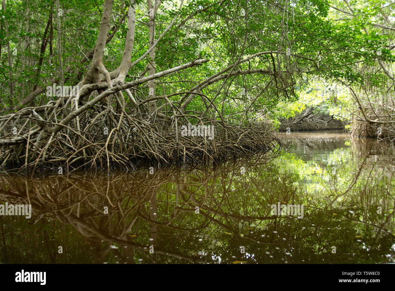 Mangroves at El Corchito Ecological Reserve, Progreso, Yucatan, Mexico ...