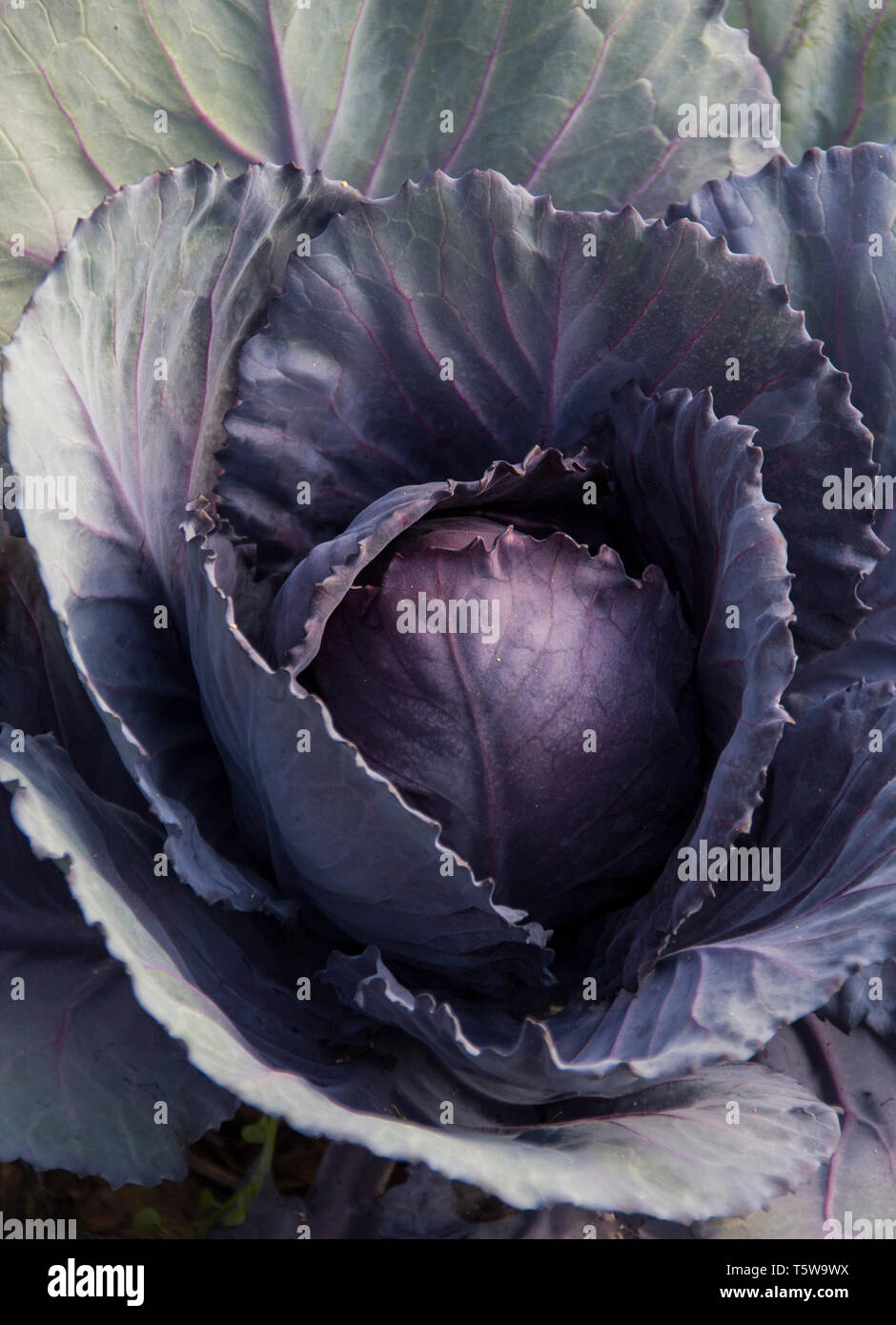 Purple cabbage growing hi-res stock photography and images - Alamy