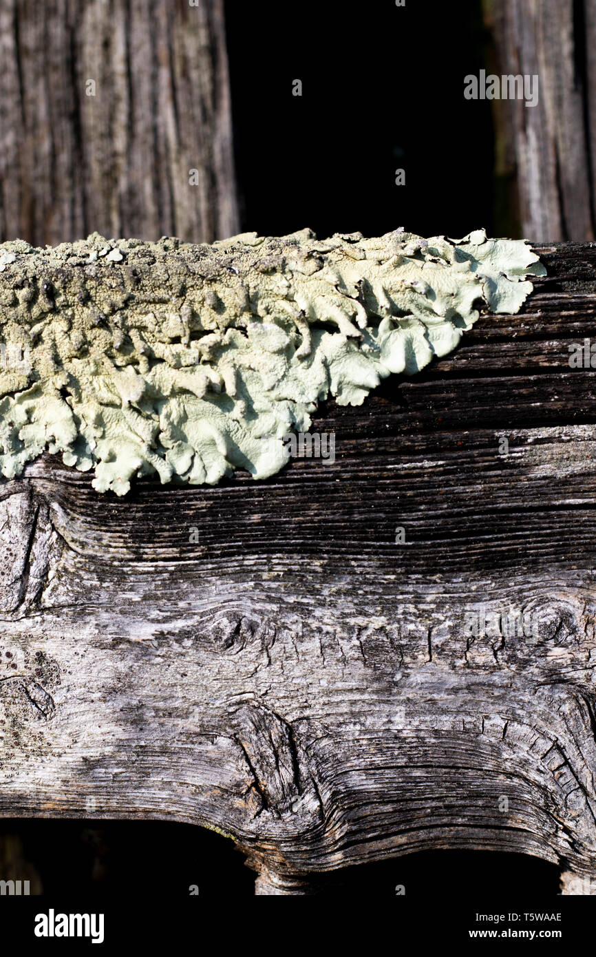 Foliose Lichen, a composite organism that arises from algae or ...