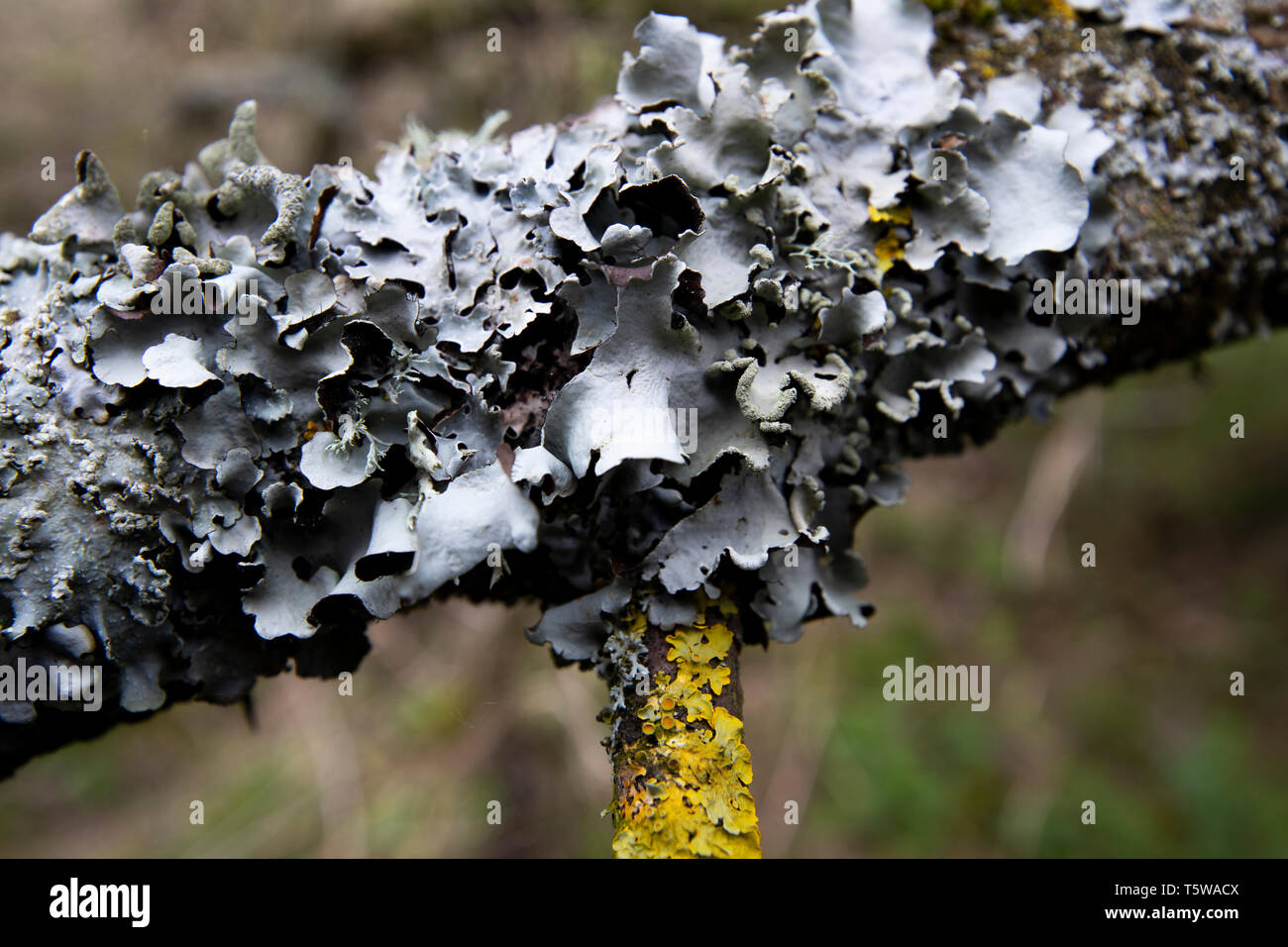 Foliose Lichen, a composite organism that arises from algae or cyanobacteria living among ...