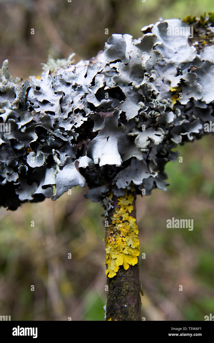 Foliose Lichen, a composite organism that arises from algae or ...