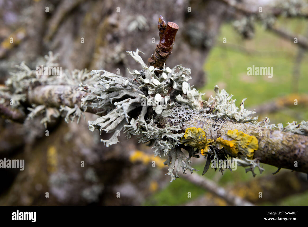 Foliose Lichen, a composite organism that arises from algae or ...