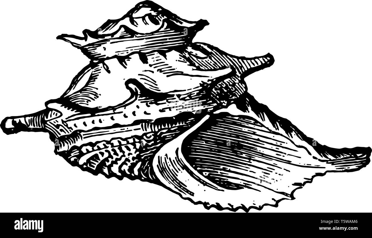 Imperator Stellaris are remarkable for their numerous spines and the ...