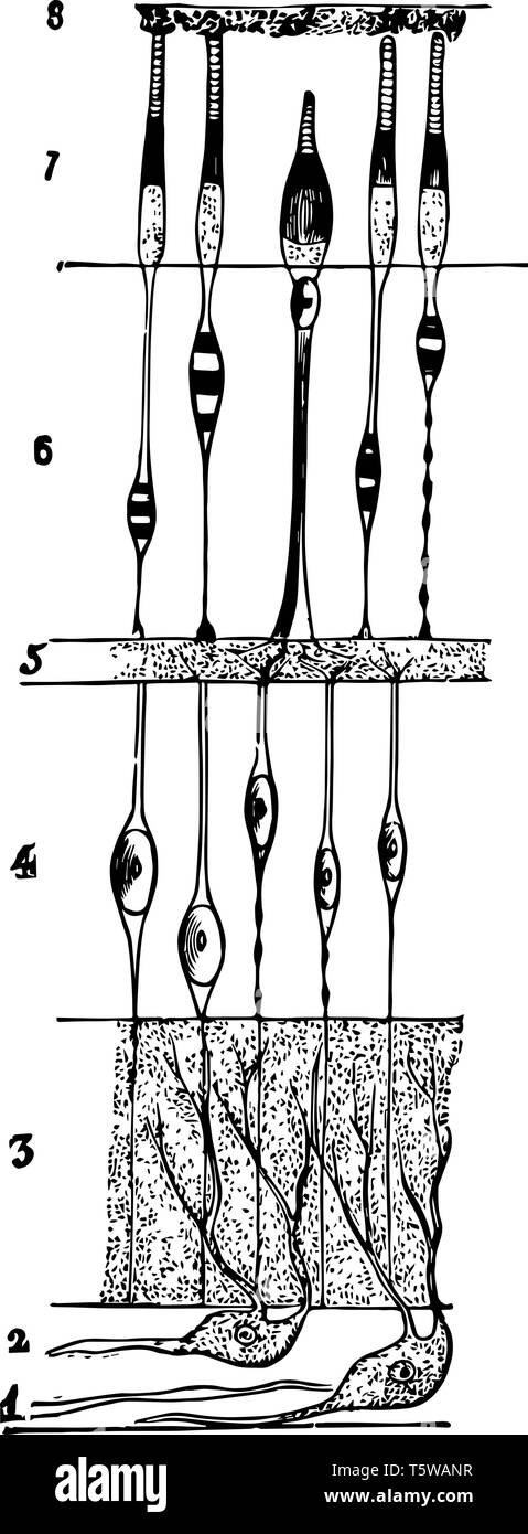 This illustration represents Structure of the Retina vintage line ...