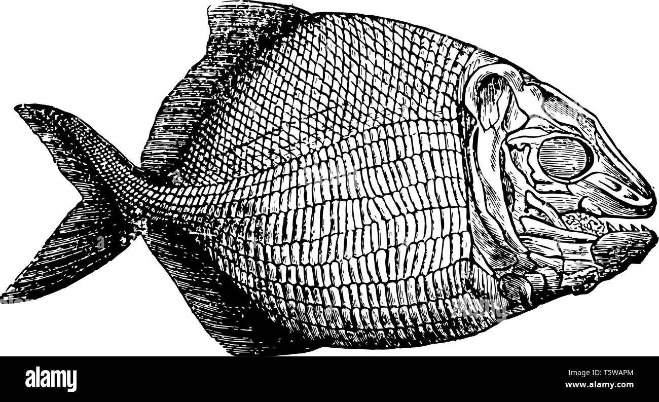 Fish Fossil Drawing