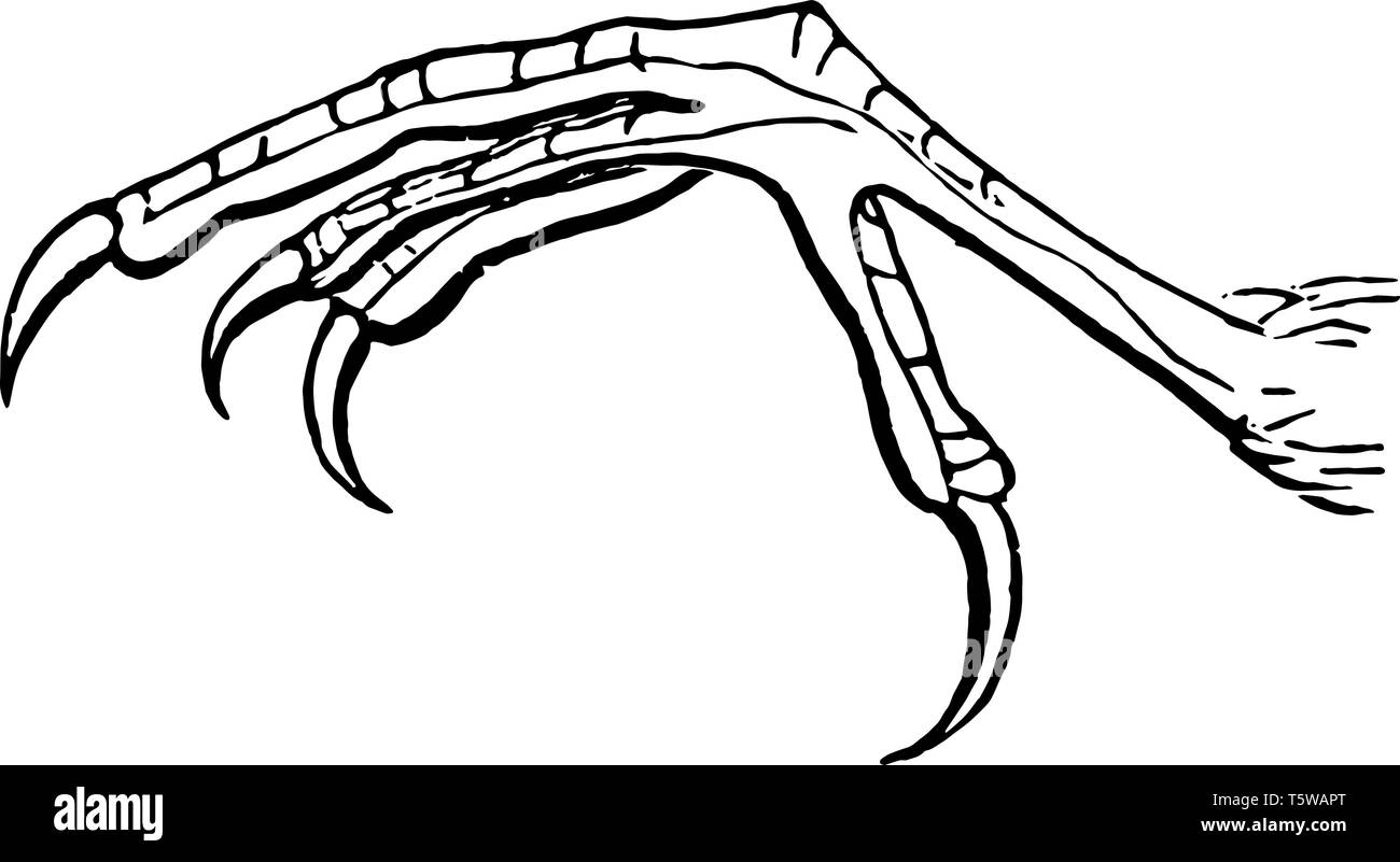 This image represents Barn Swallow Claw vintage line drawing or ...