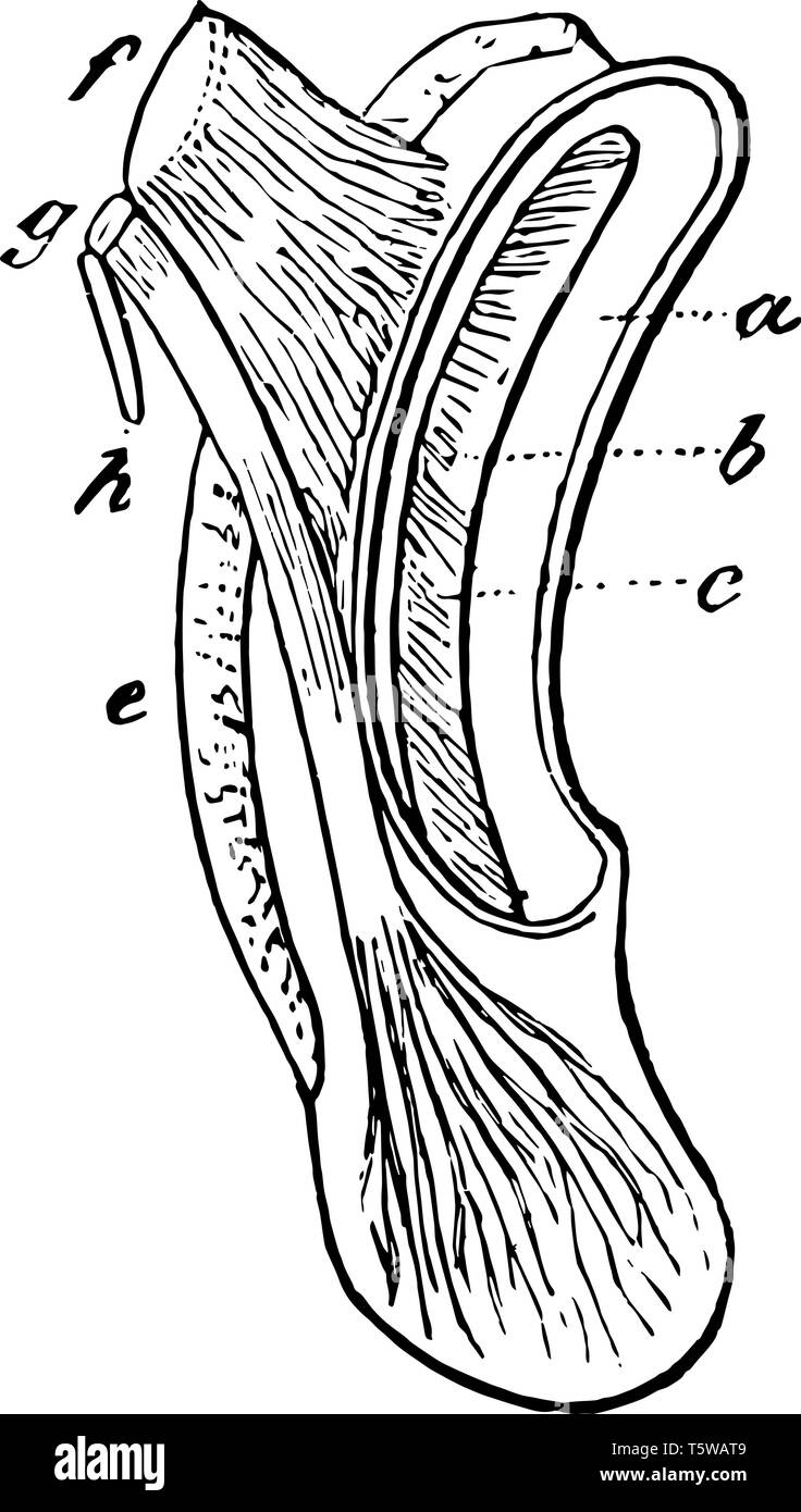 Eagle Cochlea in which saccular extremity of the cochlea vintage line ...