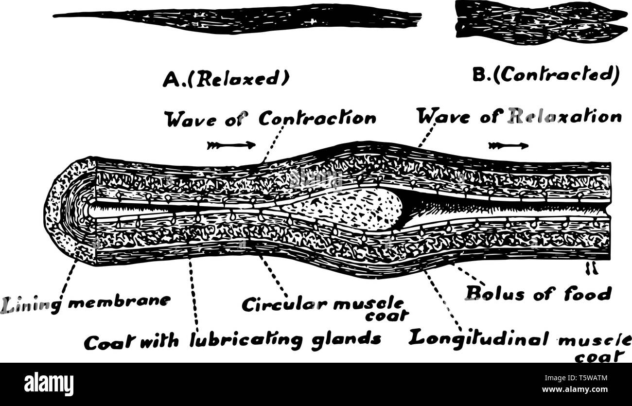 An Image of an esophagus showing how a mass of food or bolus passes ...