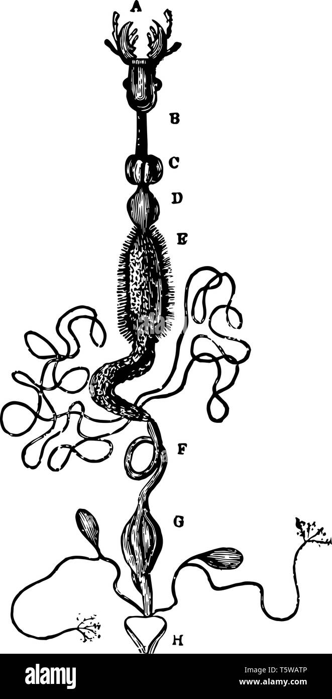 Various labels of Digestive Apparatus of Carabus Auratus vintage line ...