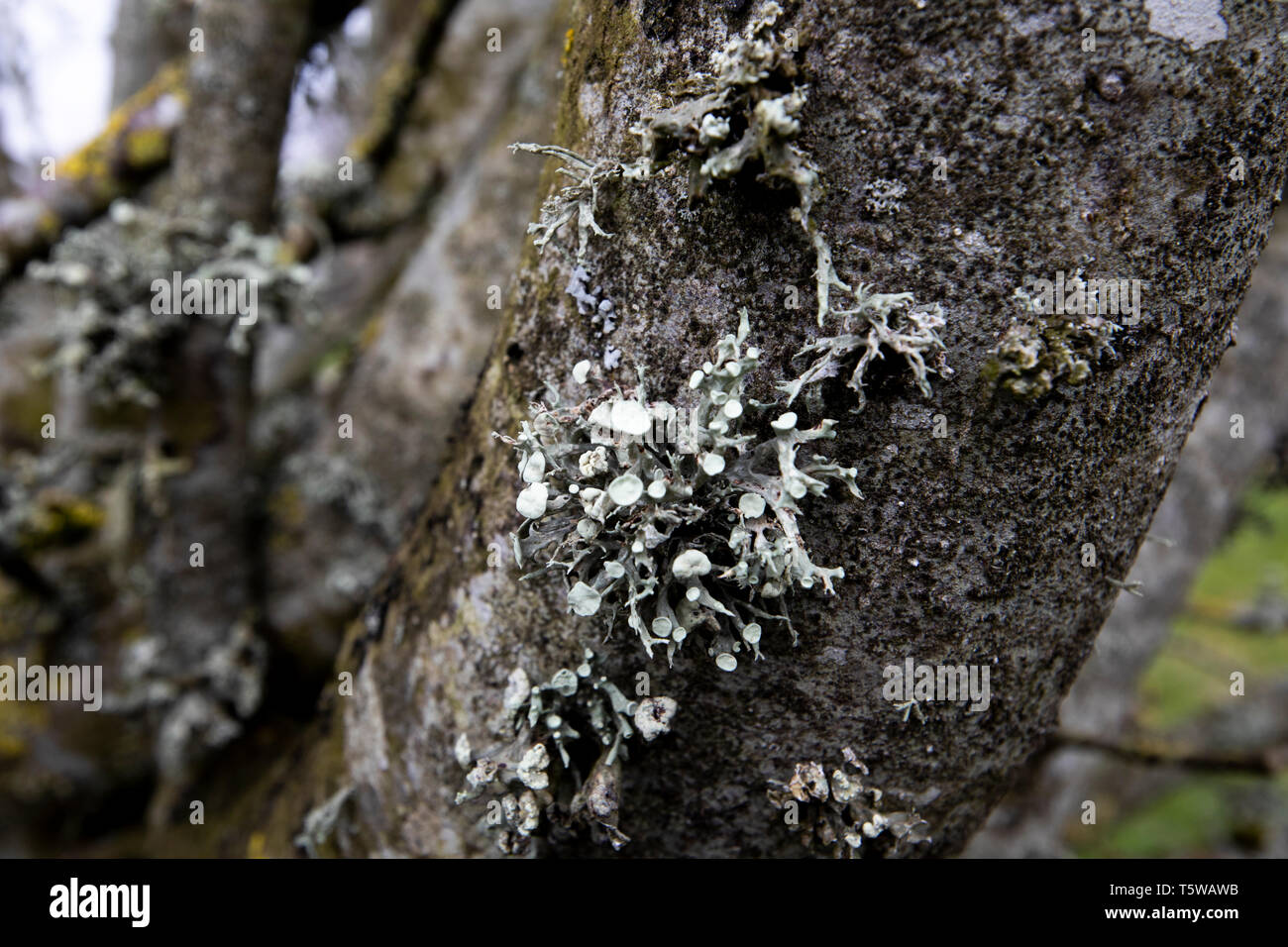 Foliose Lichen, a composite organism that arises from algae or cyanobacteria living among ...