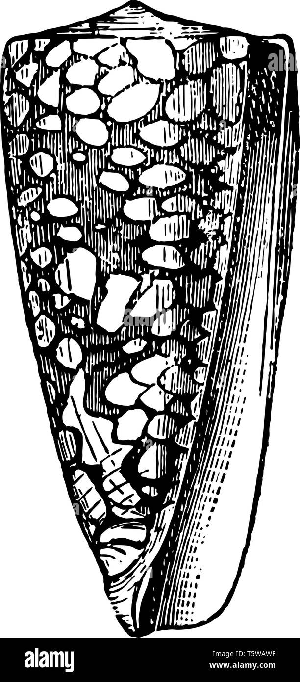 Conus nobilis hi-res stock photography and images - Alamy