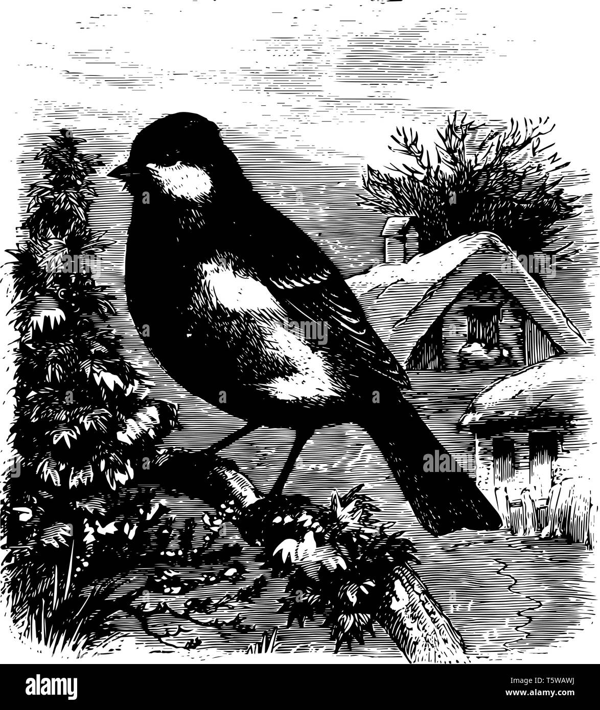 This image represents European Greater Titmouse vintage line drawing or ...