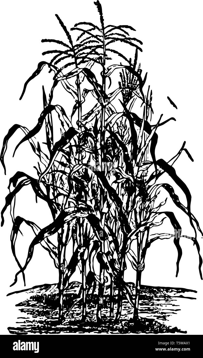 Plant of the family poaceae Stock Vector Images - Alamy